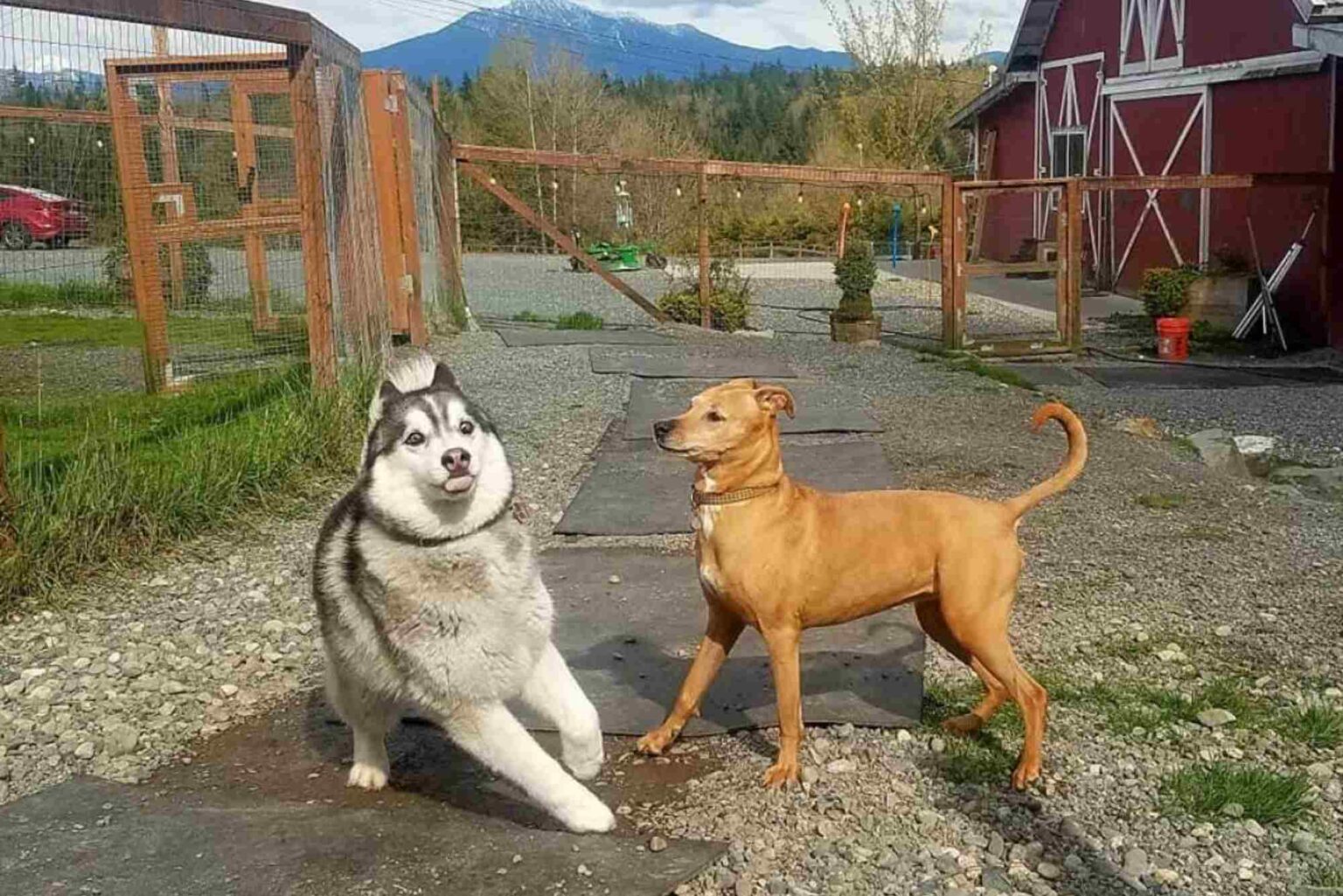 Mountain View Dog Ranch Snohomish – Dog Boarding Paradise